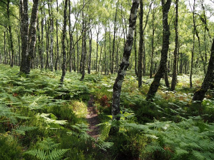 Scottish Highlands Birch Forest View - Catriona Roberts Photography and ...