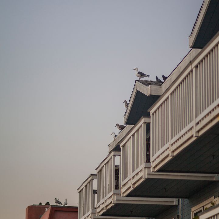 Birds on a house - Billy Hopper - Photography, Animals, Birds, & Fish ...