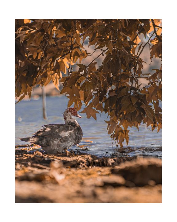 Duck - Billy Hopper - Photography, Animals, Birds, & Fish, Birds, Ducks ...