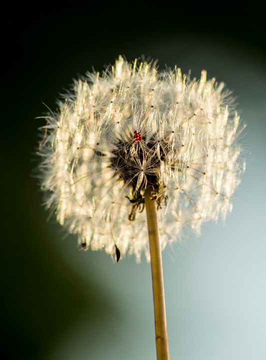 Dandelion in the Sunshine. - Skylarsound - Photography, Flowers, Plants ...