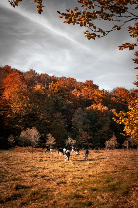 Last of this season. - Open Horizons by Themis - Photography ...