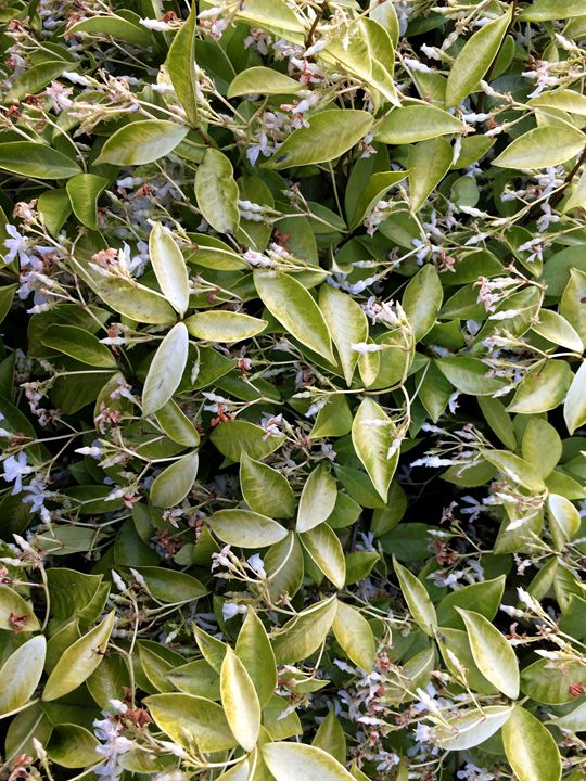 Jasmine - Benji Friedman - Photography, Flowers, Plants, & Trees ...