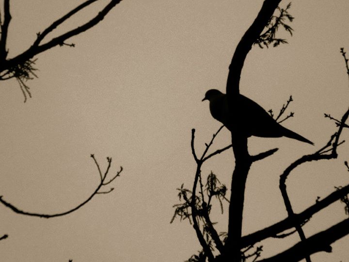 Dove - Devils Angel Photography - Photography, Animals, Birds, & Fish ...