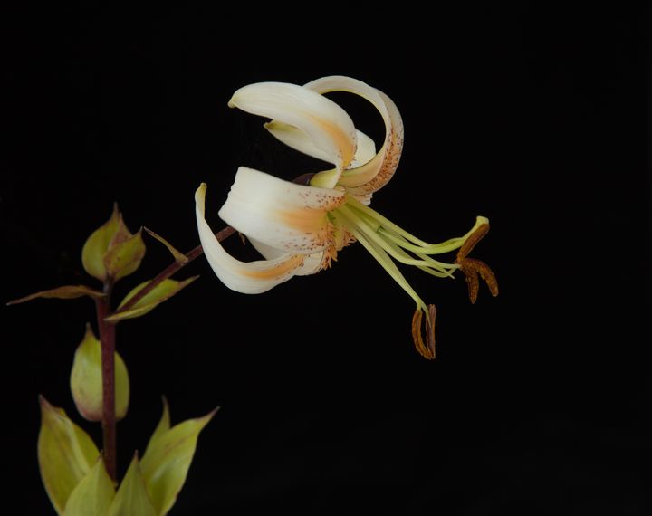 Lily "Lady Alice" - Rosewood Photographics - Photography, Flowers ...