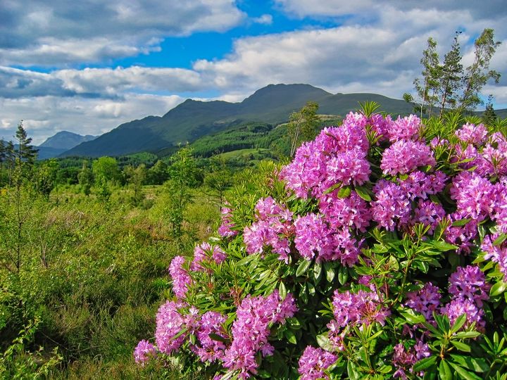 Rhododendrons on West Highland Way - Rosewood Photographics ...