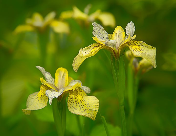 Golden Iris - Rosewood Photographics - Photography, Flowers, Plants ...