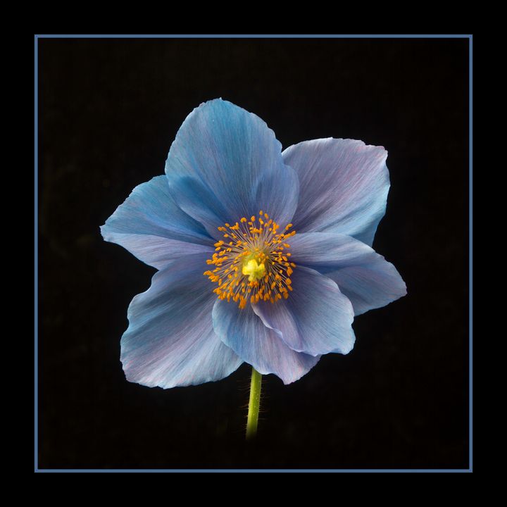 Himalayan Blue Poppy - Rosewood Photographics - Photography, Flowers ...