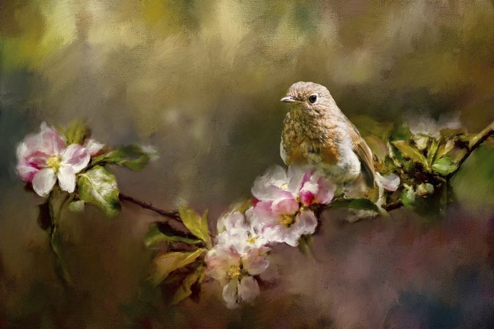 Young Robin on Apple Blossom - Rosewood Photographics - Photography ...
