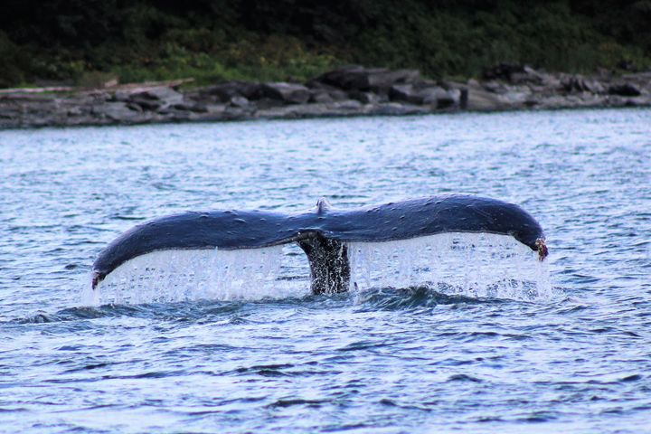 A Whale's Tail - Pat Hansen's Photos - Photography, Animals, Birds, & Fish, Aquatic Life, Whales ...