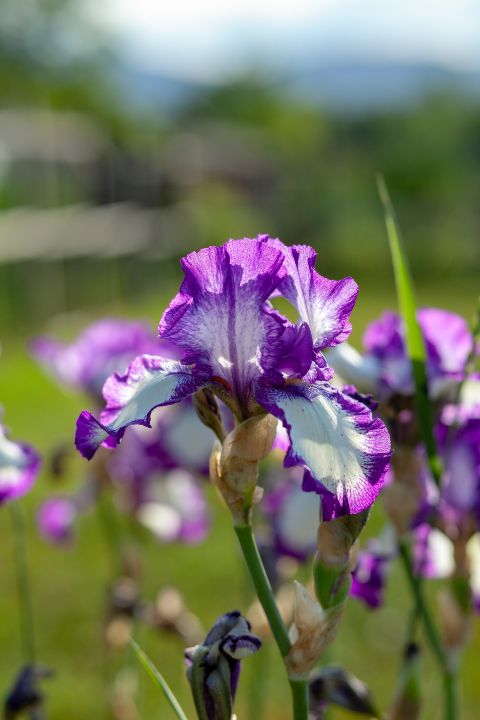 Cassidy Wayant - Photography