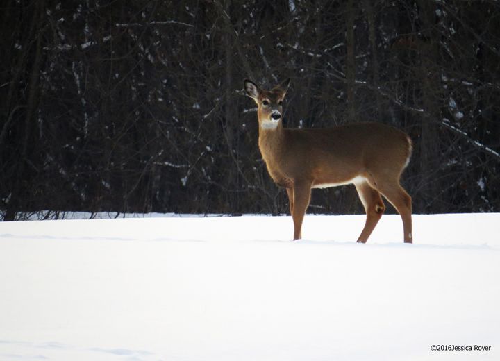 Alone in the Snow - Jessica Royer - Photography, Animals, Birds, & Fish ...