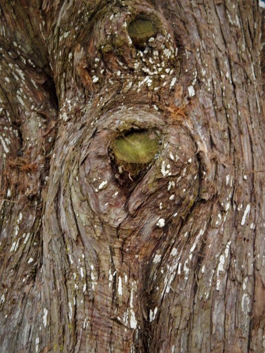 The tree has eyes - CamilaMaria - Photography, Landscapes & Nature ...