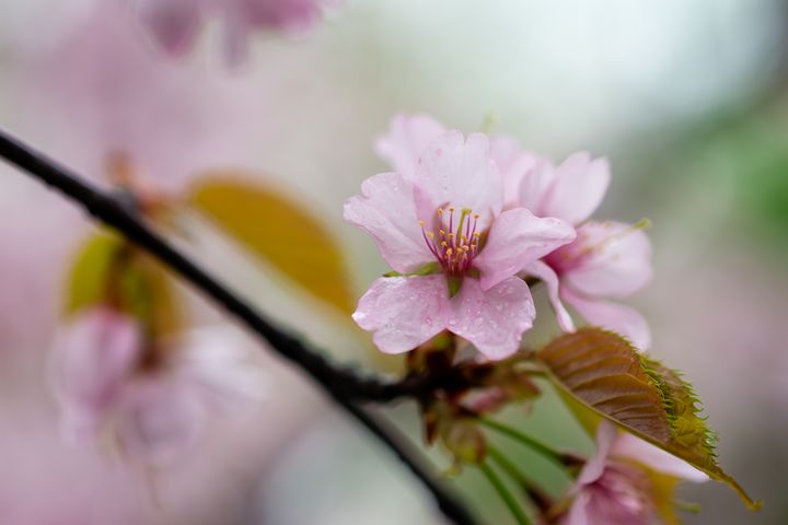 Soft Rains Of Spring photo - digimatic - Photography, Flowers, Plants ...