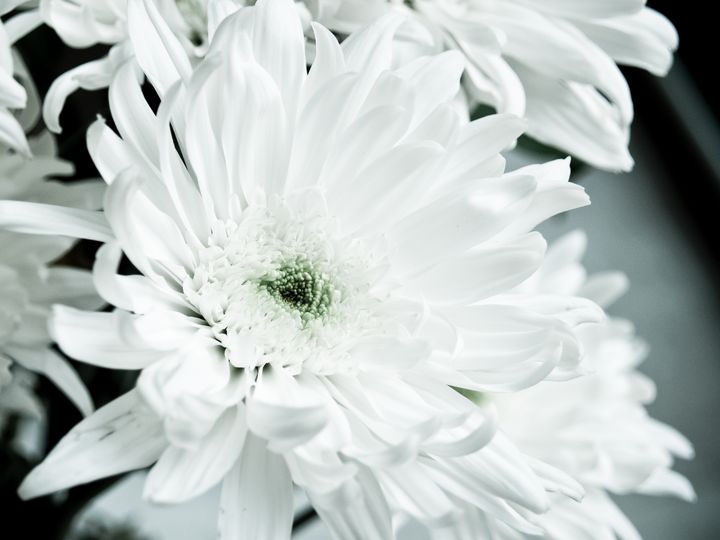 Black and White Flower - Adam Lovelace Photography - Photography ...