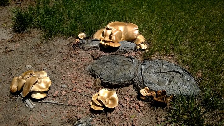 Gross Mushrooms - Assassicactus - Photography, Landscapes & Nature ...