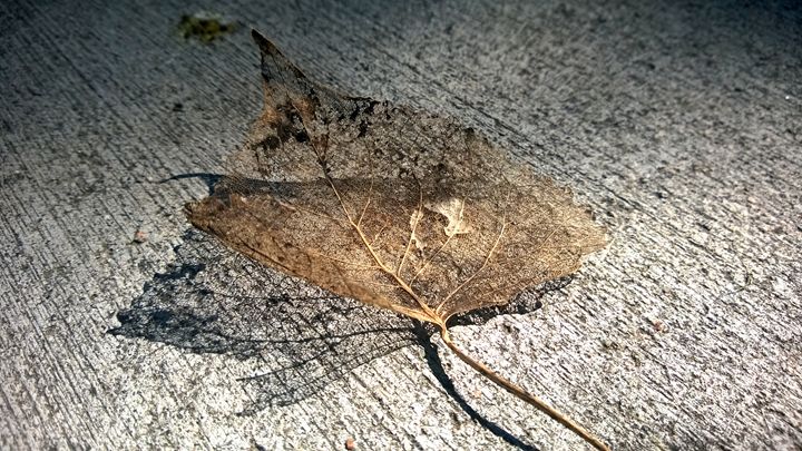 Shadowy Lacy Leaf - Assassicactus - Photography, Landscapes & Nature ...