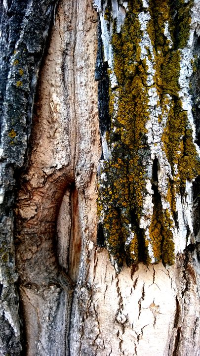 Mossy Tree Bark - Assassicactus - Photography, Landscapes & Nature ...
