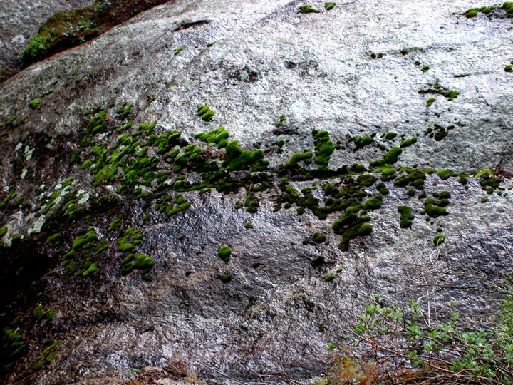 Green Mossy Rocks - Assassicactus - Photography, Landscapes & Nature ...