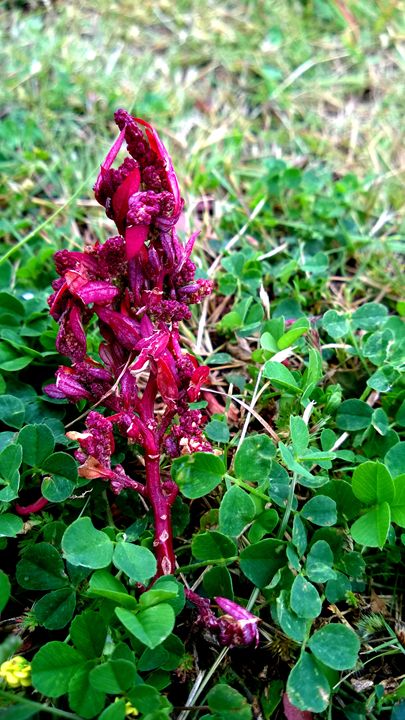 Pink Weed - Assassicactus - Photography, Landscapes & Nature, Other ...