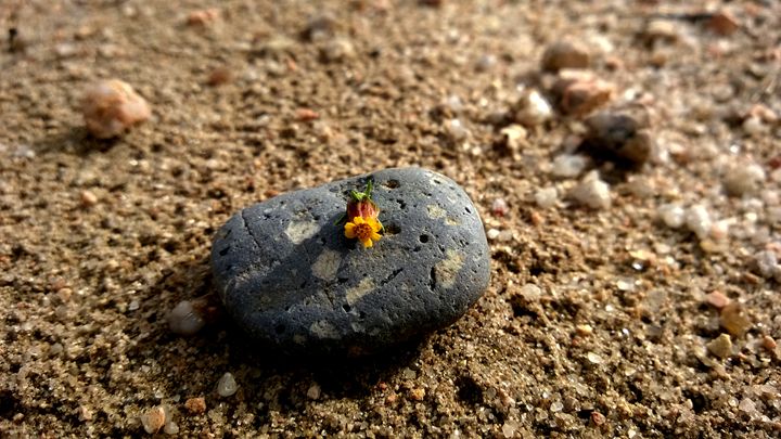 Tiny Flower On A Rock - Assassicactus - Photography, Landscapes ...