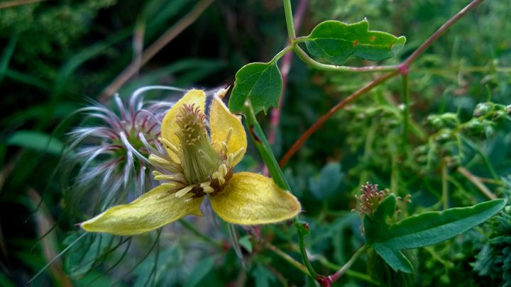 Tri-Leaf Blooming Plant - Assassicactus - Photography, Landscapes ...