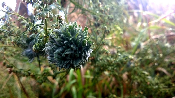 Tufty Flower - Assassicactus - Photography, Landscapes & Nature, Other ...