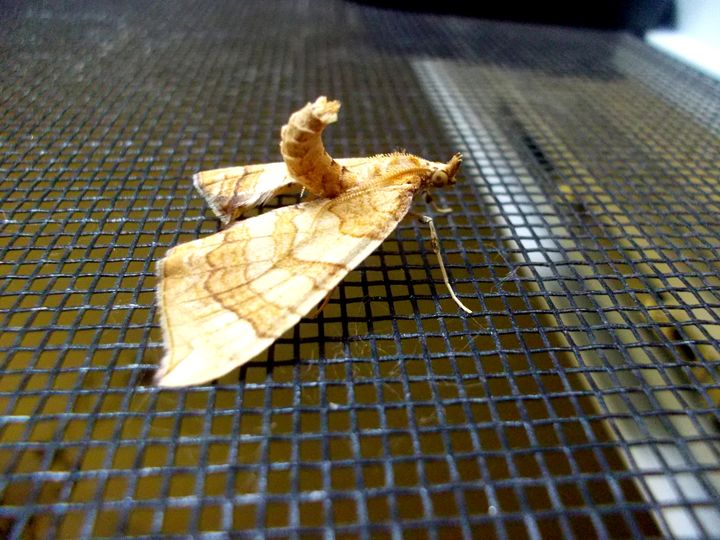 Curled Moth - Assassicactus - Photography, Landscapes & Nature, Other ...