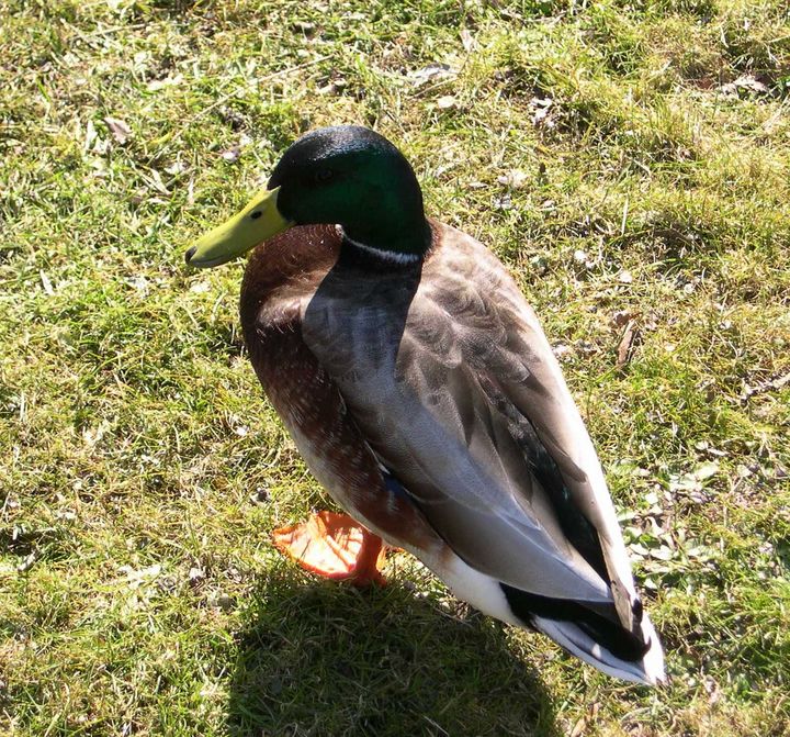 Goose my friend - Pakokante - Photography, Animals, Birds, & Fish ...