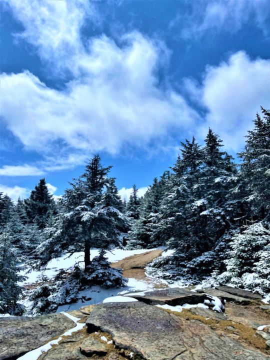 The Snowy Forests of Colorado - Rene's Gifts - Photography, Landscapes ...