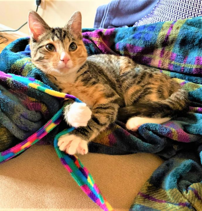 Cat Loves Colors! - Rene's Gifts - Photography, Animals, Birds, & Fish ...