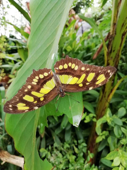 Yellow Butterfly - Bex Art - Photography, Animals, Birds, & Fish, Bugs ...