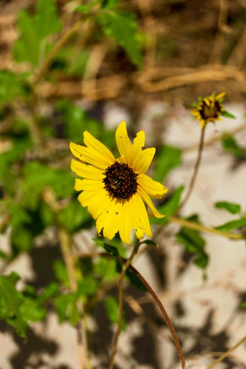 Sunflower - Jan Valentini - Photography, Flowers, Plants, & Trees ...