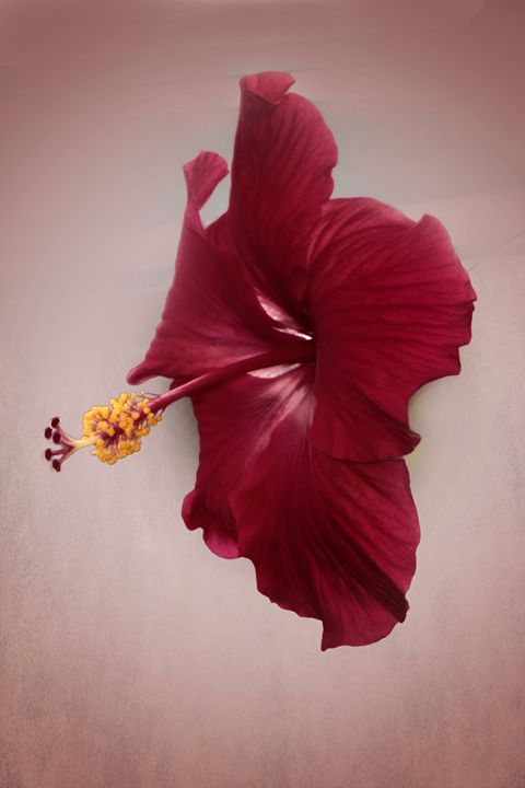 Rich Red - Judith Lee Folde Photography & Art - Photography, Flowers ...