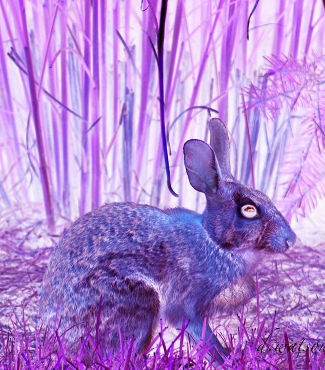 Blue Bunny - Darlene Watson - Photography, Fantasy & Mythology, Magical ...
