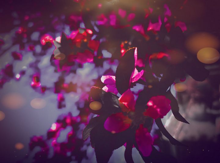 Droplets of Pink Glory - Art_EuK - Photography, Flowers, Plants ...