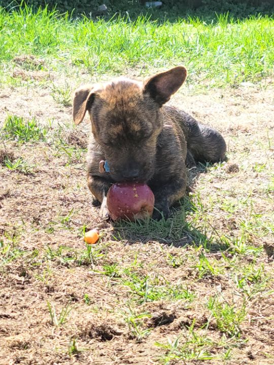 Puppy Eating Apple - The Potent Puffin - Photography, Animals, Birds ...
