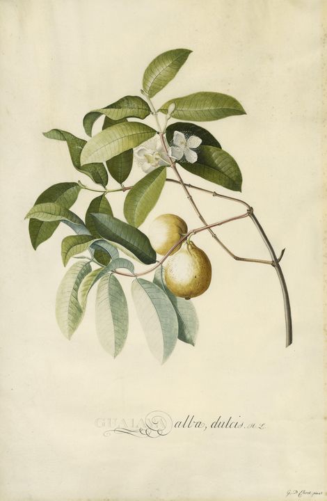 Georg Dionysius Ehret~Guava - Treasury Classic - Paintings & Prints ...
