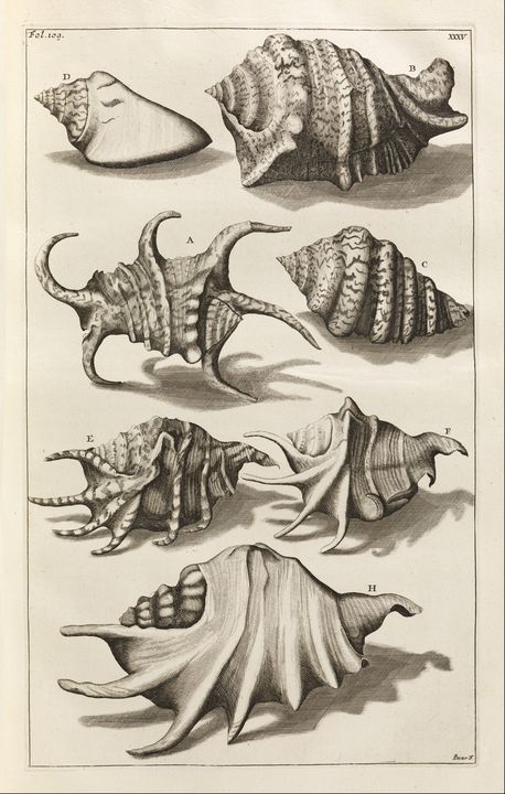 Georg Eberhard Rumphius~Seashells - Treasury Classic - Paintings ...