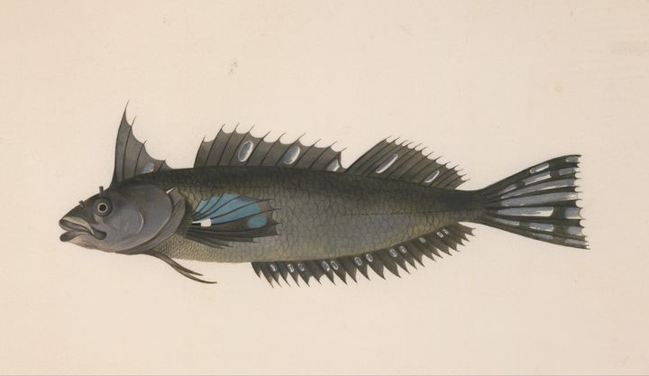Georg Forster~A fish from New Zealan - Treasury Classic - Paintings ...