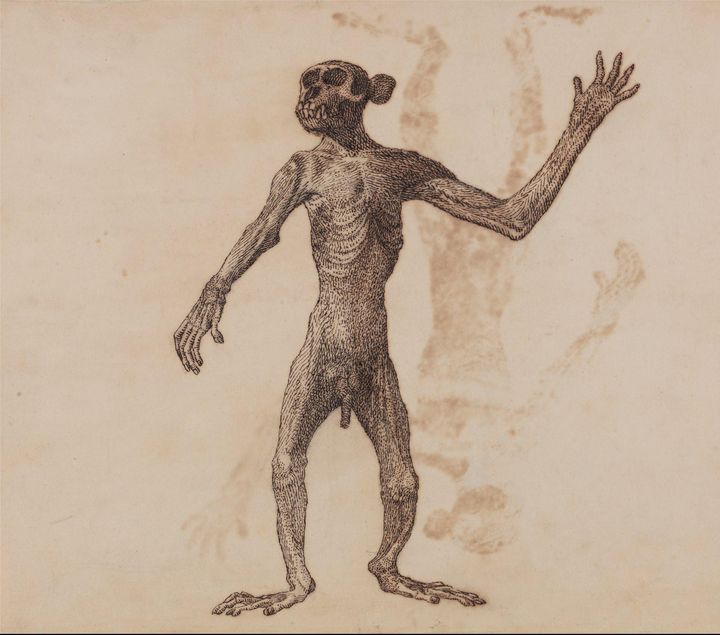 George Stubbs~Monkey Standing, Anter - Treasury Classic - Paintings ...