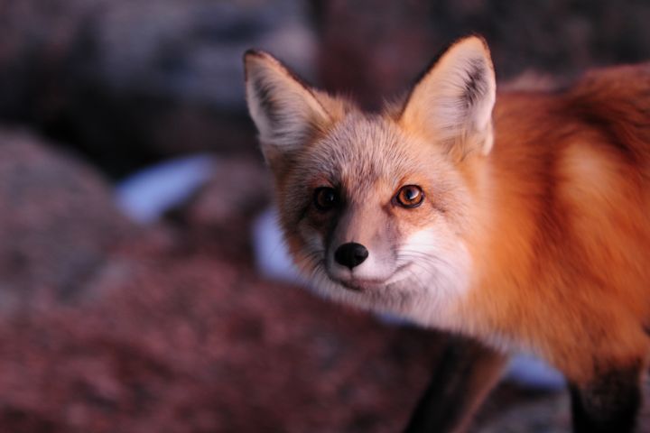 Red Fox at Sunset - Marilyn Burton Photography - Photography, Animals ...