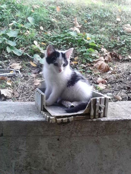 Cass the Cat - A. Loftis - Photography, Animals, Birds, & Fish, Cats ...