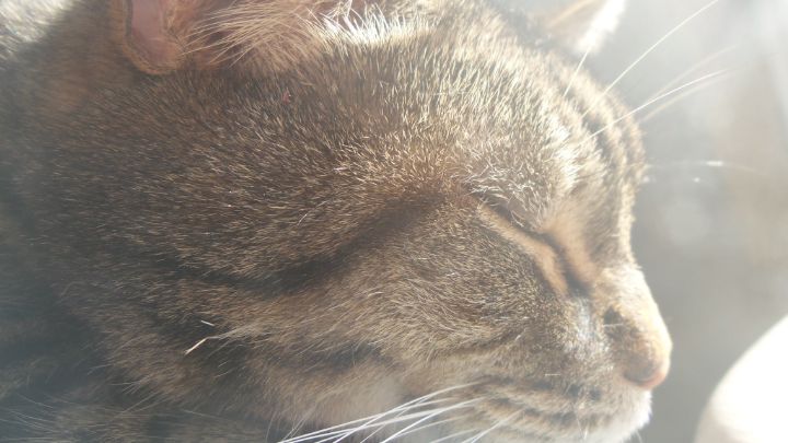 Cat Nap - Elizabeth S. Peters ESP - Photography, Animals, Birds, & Fish ...