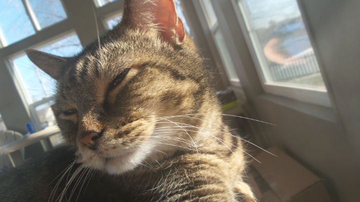 Sleepy Cat - Elizabeth S. Peters ESP - Photography, Animals, Birds ...