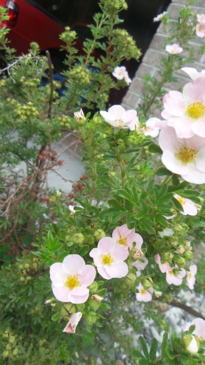 Flowers - Elizabeth S. Peters ESP - Photography, Flowers, Plants ...