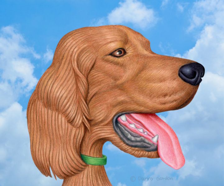 Funny Irish Setter posing cutely - Danny Gordon Art - Drawings ...