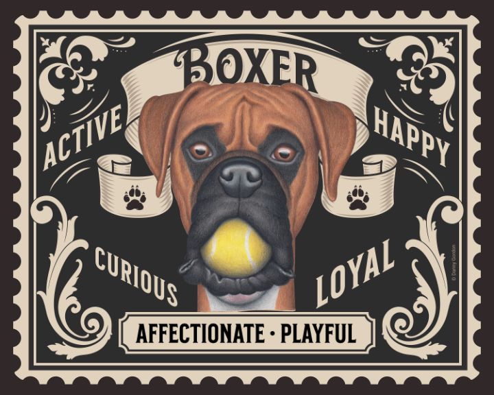 Funny Boxer with tennis ball toy - Danny Gordon Art - Drawings ...