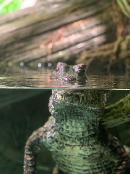 Wildlife lurk - Ashley Reese - Photography, Animals, Birds, & Fish ...
