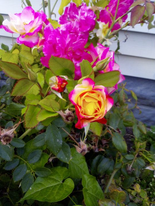 Campfire Rose - Gifted Spirit - Photography, Flowers, Plants, & Trees ...