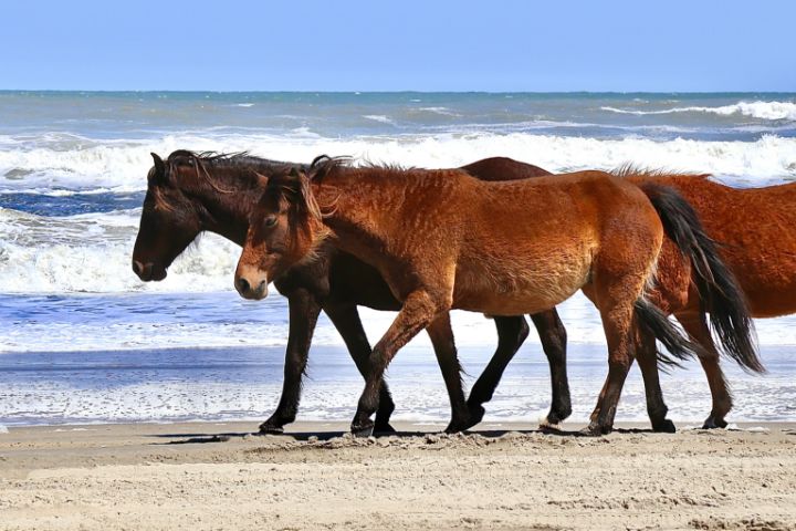 Wild Horses - Jenny Doll Ambrose - Photography, Animals, Birds, & Fish ...